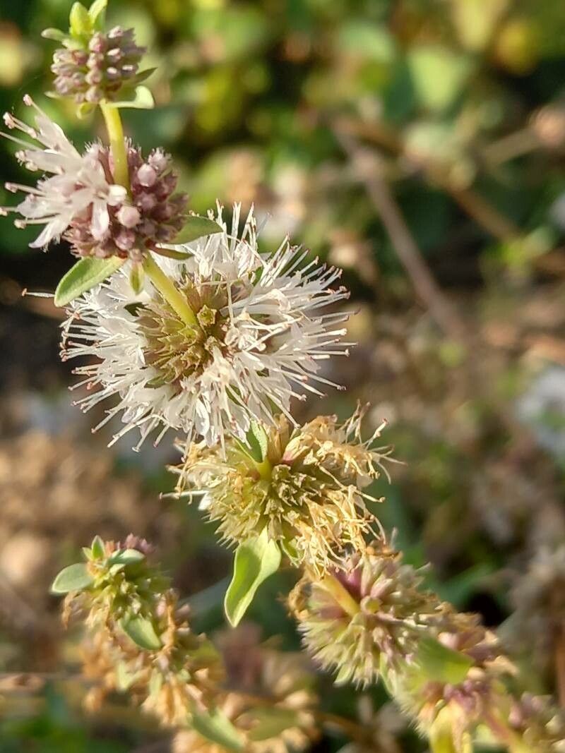 How to Propagate Mentha gattefossei - Propagate One