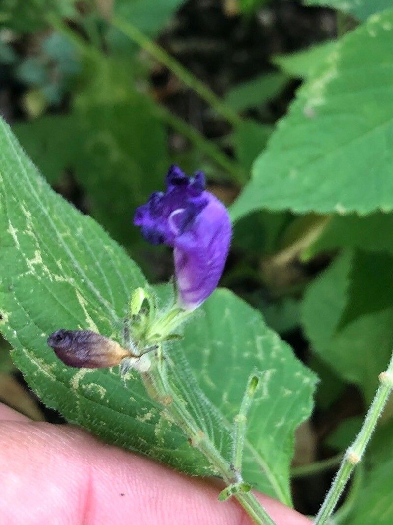 How to Propagate Strobilanthes atropurpurea - Propagate One