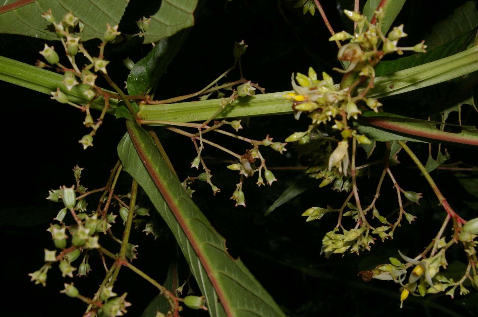 How to Propagate Hoffmannia amplexifolia - Propagate One