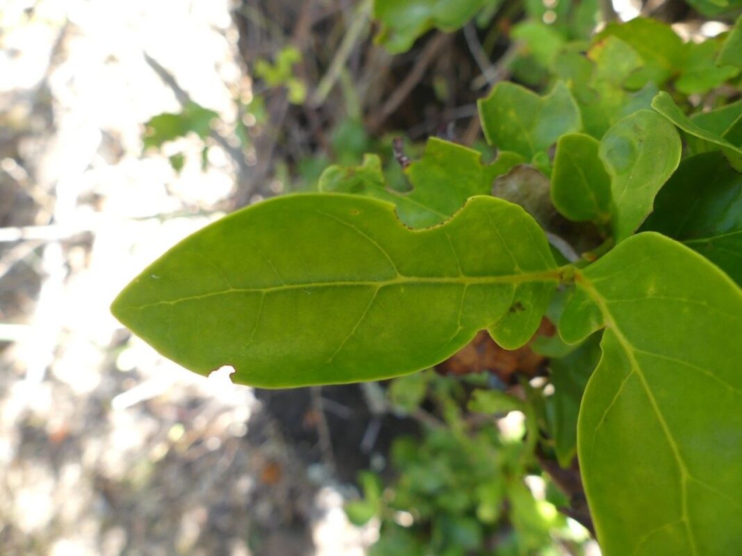 How to Propagate Pyrostria bibracteata - Propagate One