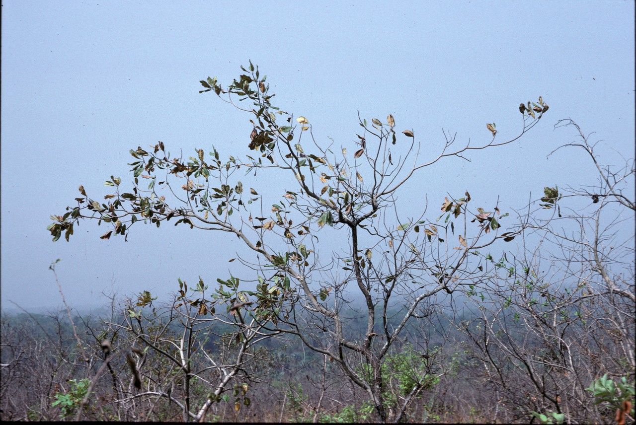 How to propagate How to Propagate Terminalia schimperiana