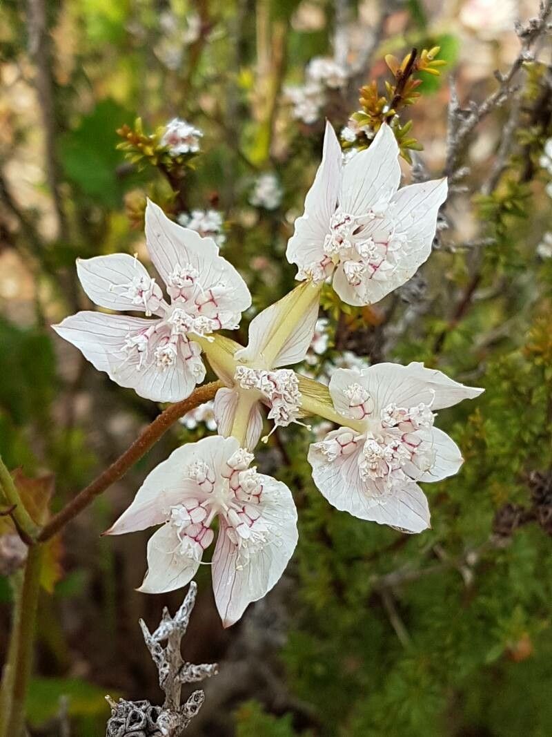 How to Propagate Xanthosia rotundifolia - Propagate One