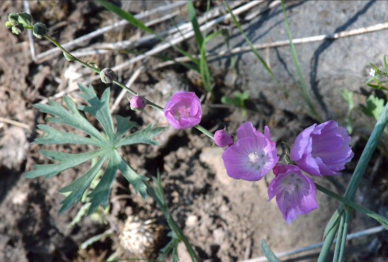 How to Propagate Sidalcea multifida - Propagate One