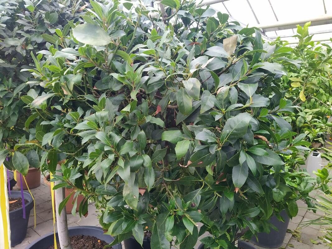 How to Propagate Laurus azorica - Propagate One