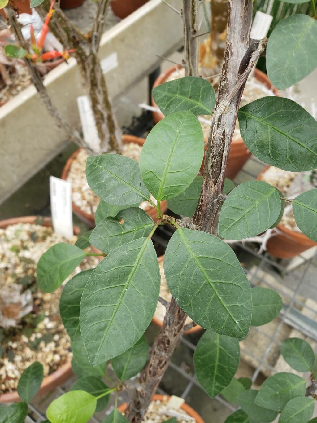 How to Propagate Bursera schlechtendalii - Propagate One