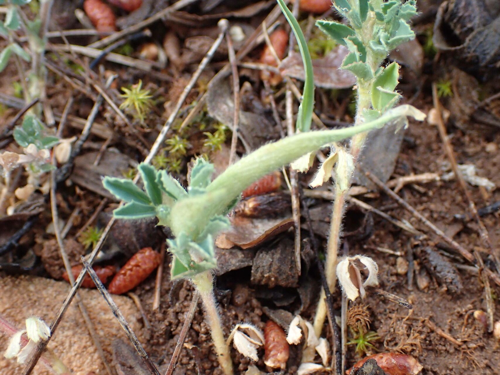 How to Propagate Trigonella gladiata - Propagate One