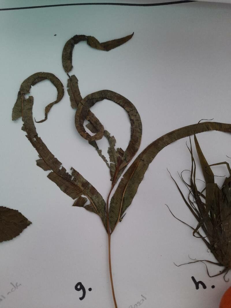 How to Propagate Oleandra lehmannii - Propagate One