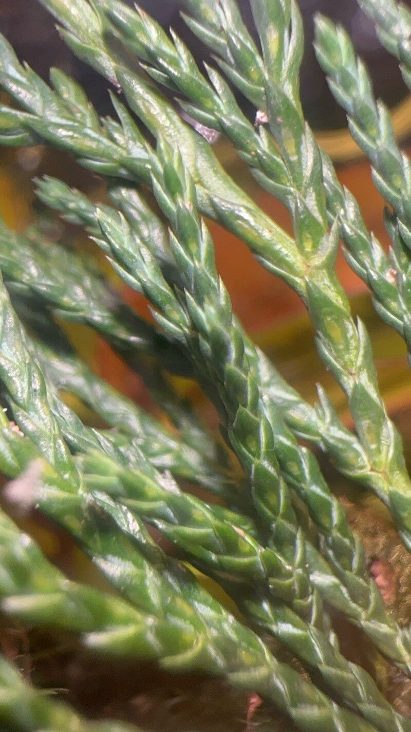 How to Propagate Juniperus recurva - Propagate One
