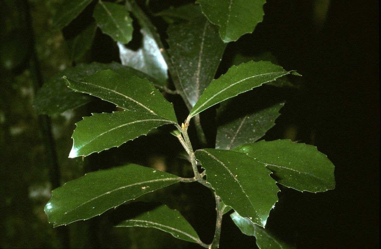 How to Propagate Hedycarya arborea - Propagate One