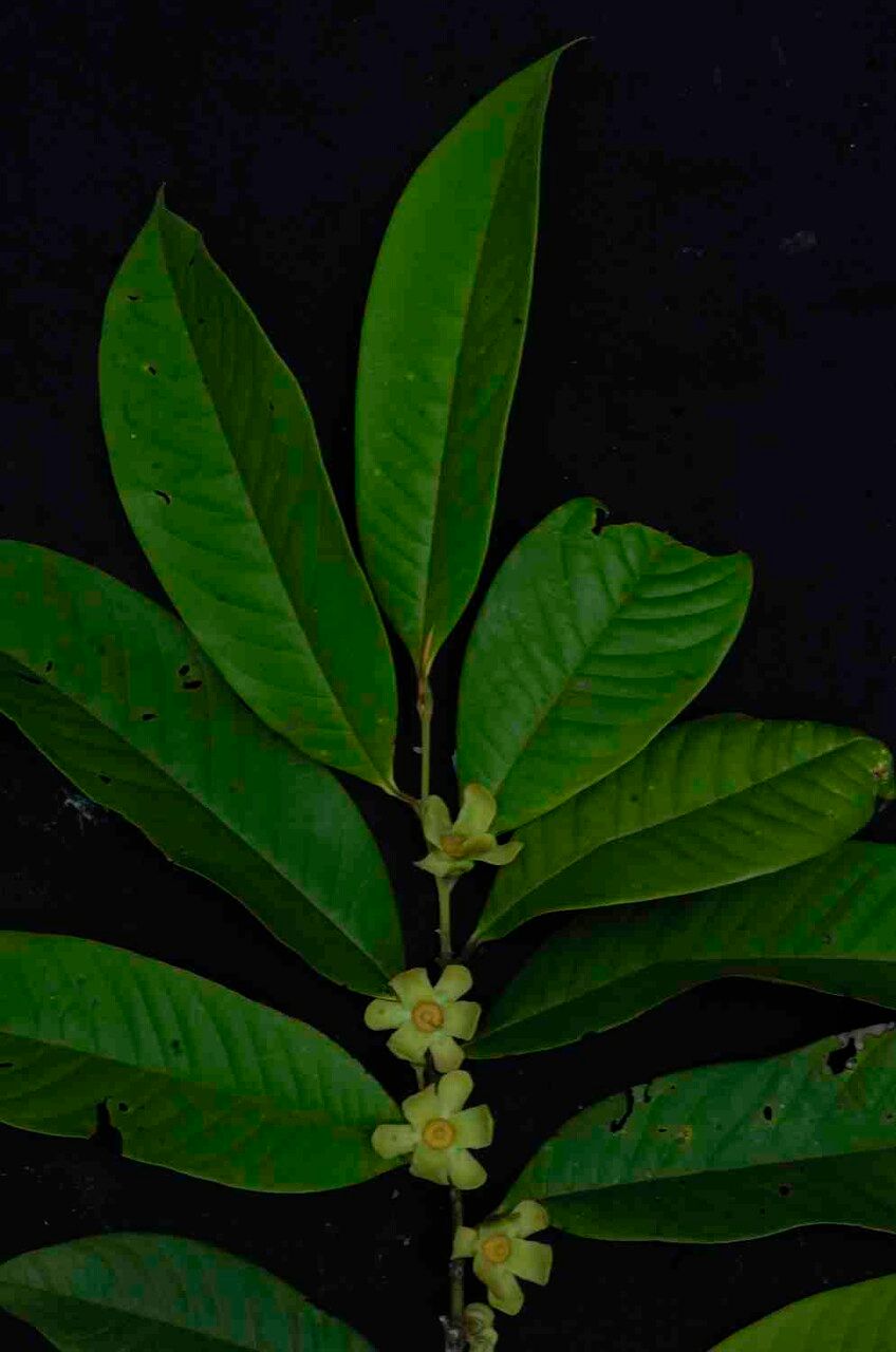 How to Propagate Guatteria pogonopus - Propagate One
