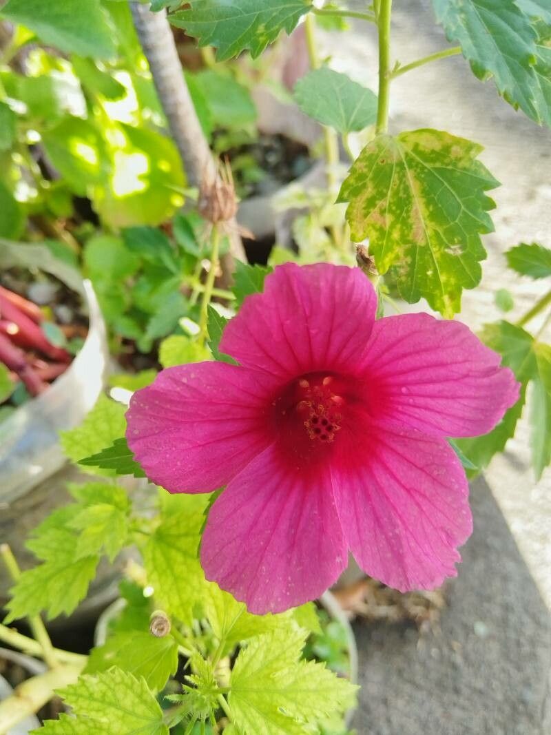 How to propagate How to Propagate Hibiscus radiatus