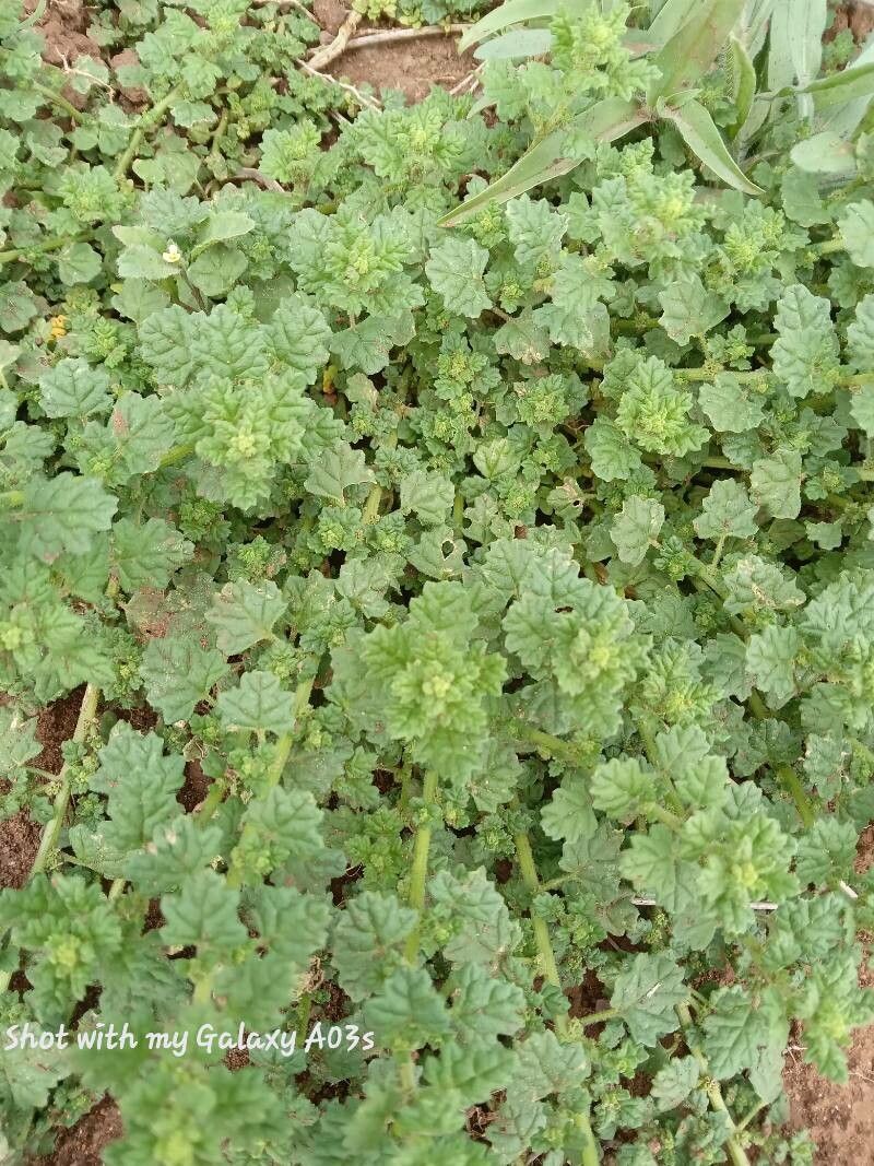 How to Propagate Coldenia procumbens - Propagate One