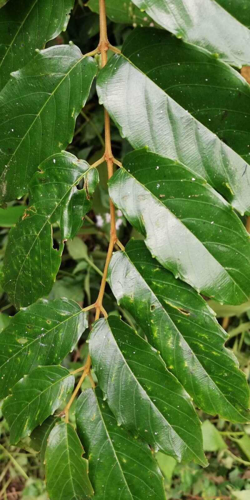 How to Propagate Maesopsis eminii - Propagate One