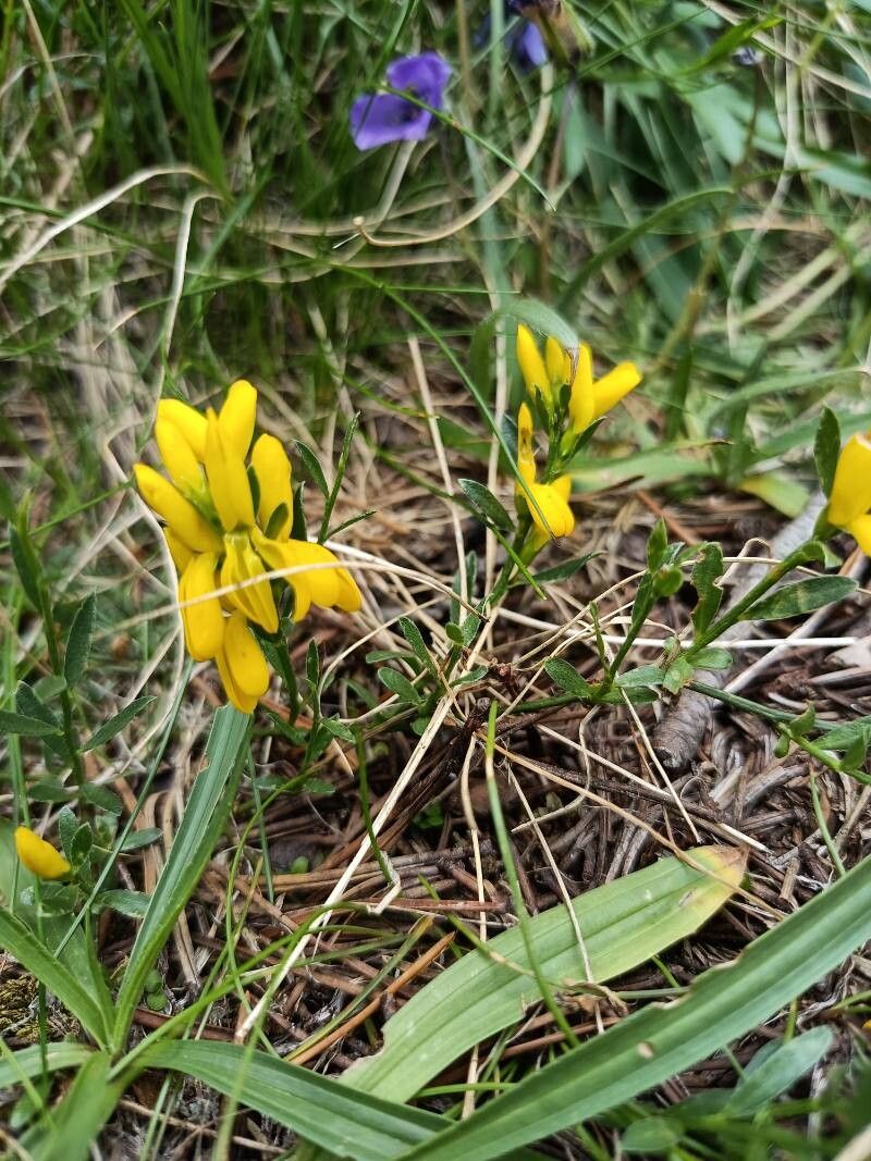 How to Propagate Genista depressa - Propagate One
