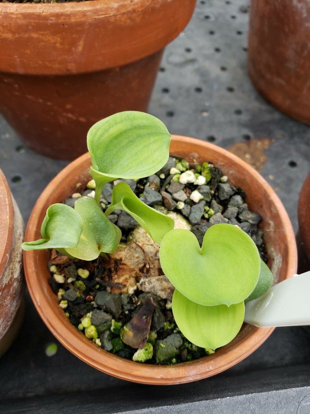How to Propagate Eriospermum descendens - Propagate One