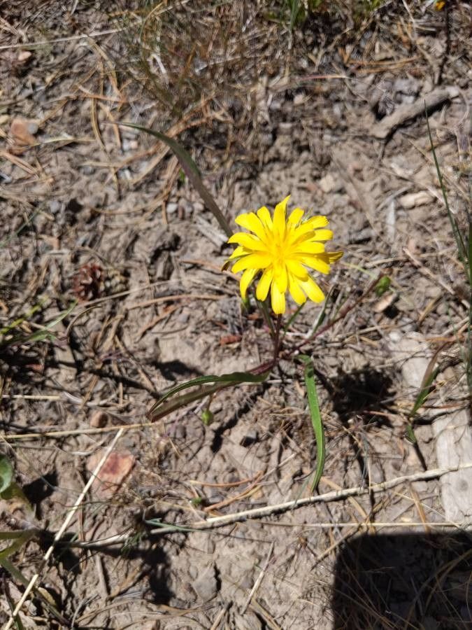 How to Propagate Microseris nutans - Propagate One
