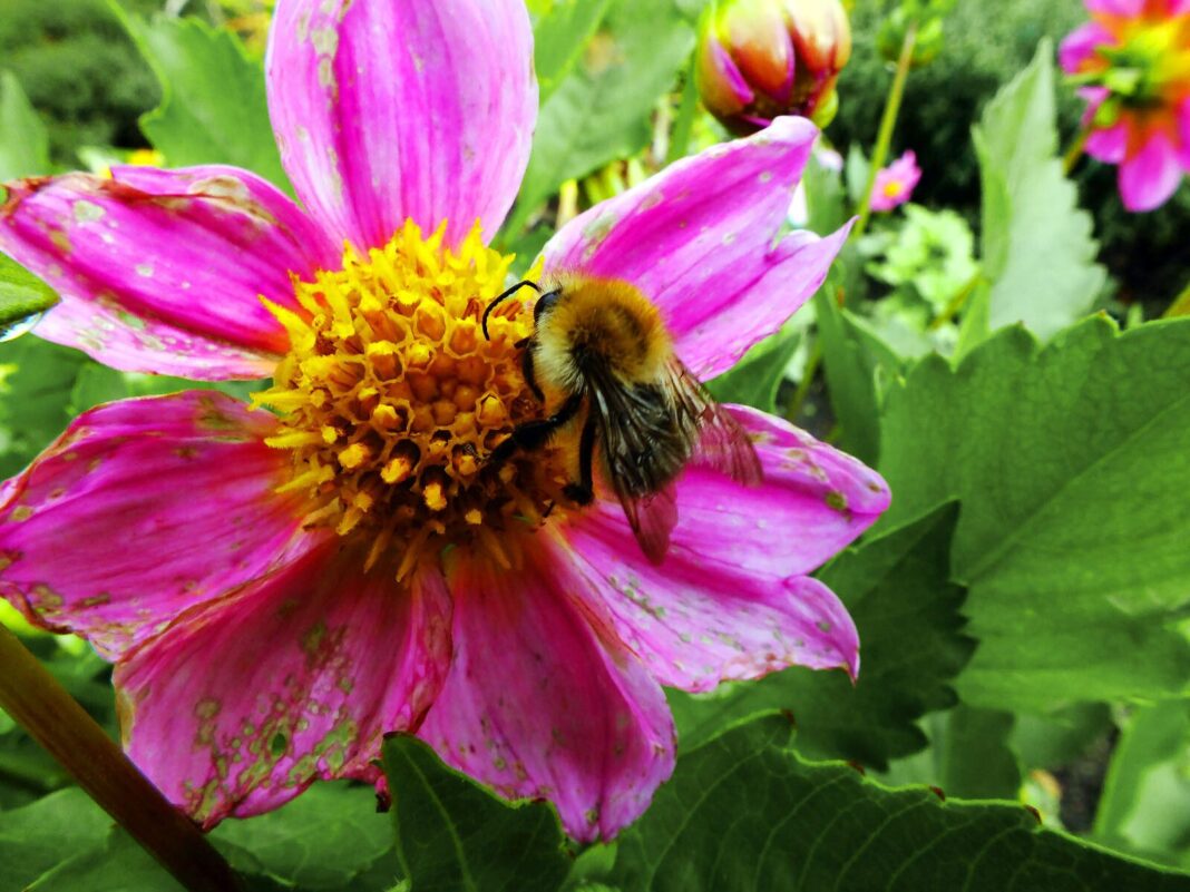 How to Propagate Dahlia tenuicaulis - Propagate One
