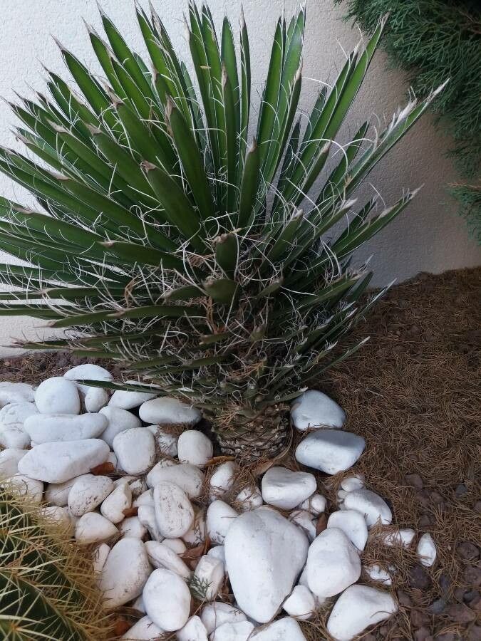 How to Propagate Yucca decipiens - Propagate One