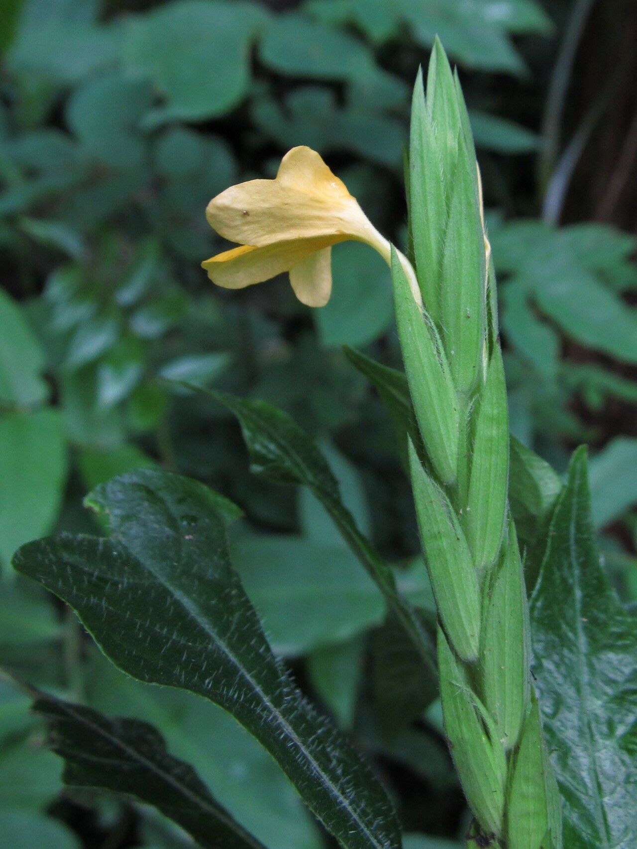 How to propagate How to Propagate Crossandra obanensis