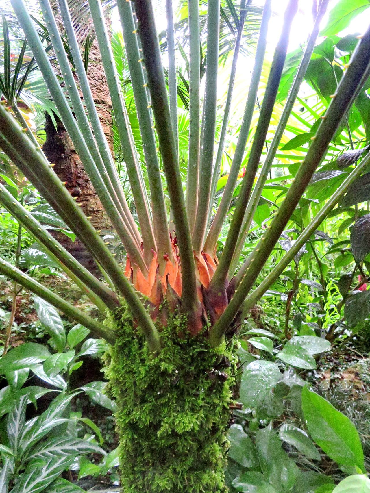 How to Propagate Cycas thouarsii - Propagate One