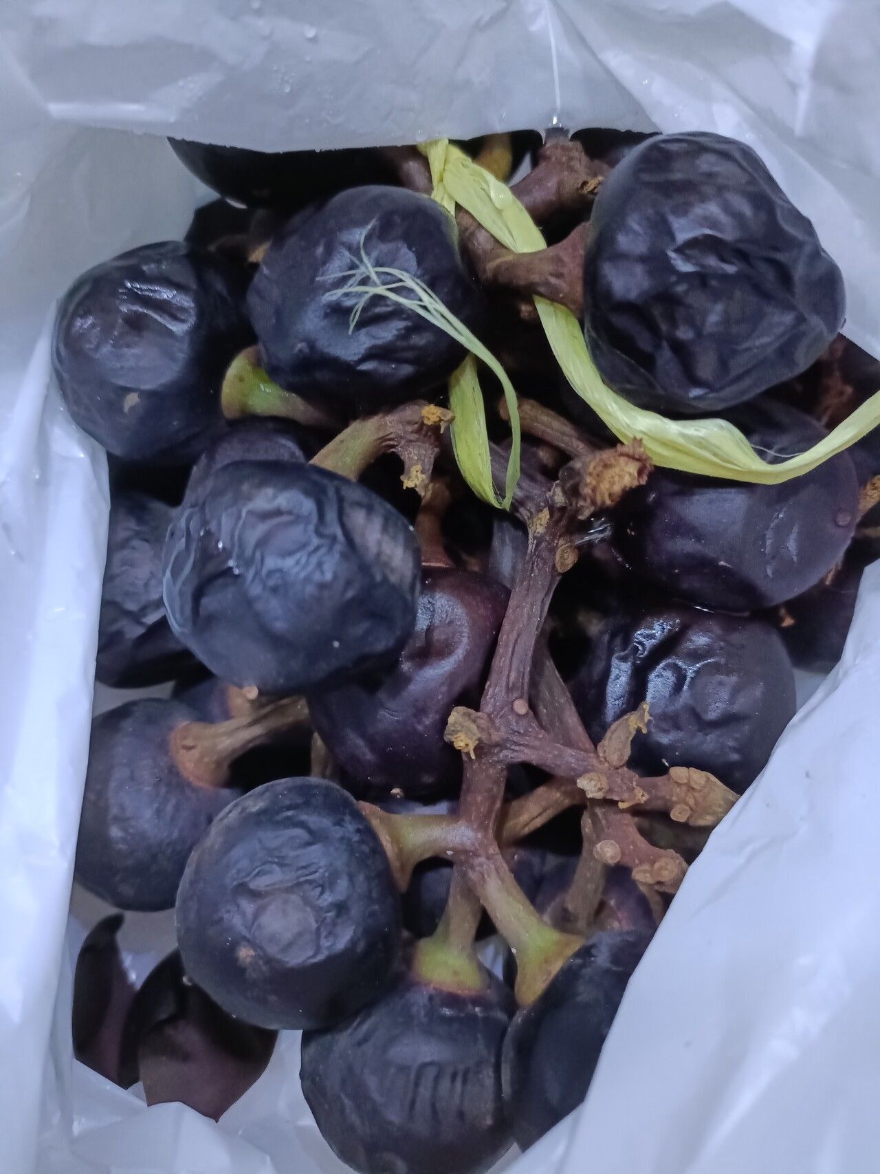 How to Propagate Pourouma cecropiifolia - Propagate One