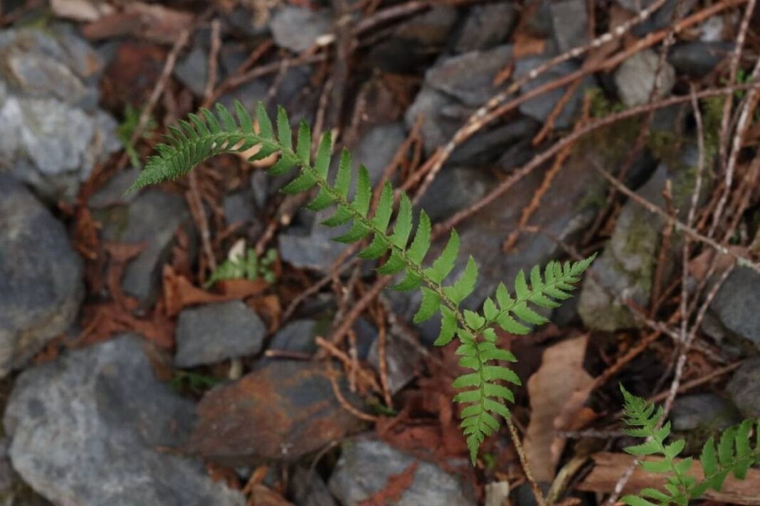 How to Propagate Polystichum tripteron - Propagate One