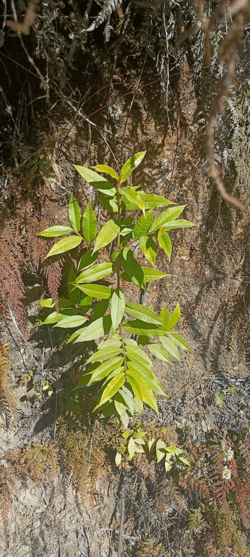 How to Propagate Eurya acuminata - Propagate One