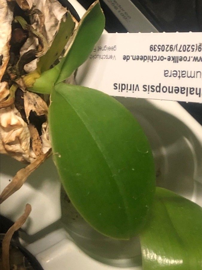 How to propagate How to Propagate Phalaenopsis viridis