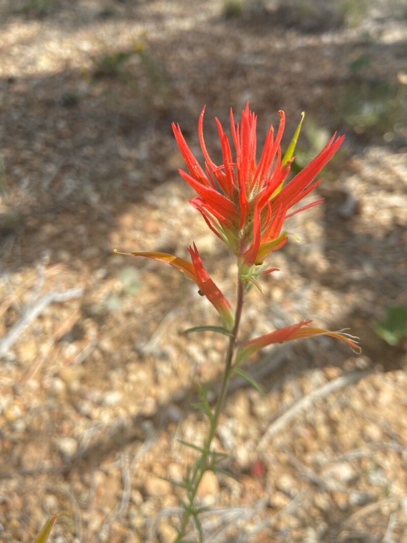 How to Propagate Castilleja linariifolia - Propagate One