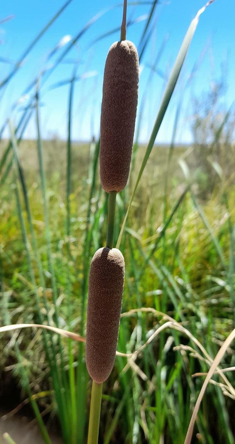 How to Propagate Typha domingensis - Propagate One