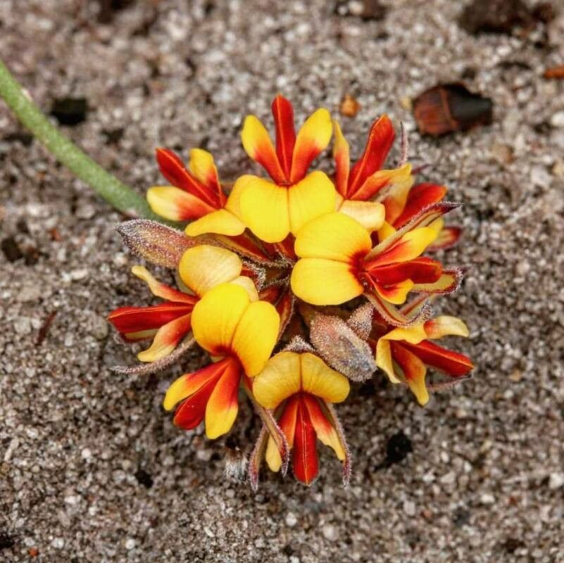 How to Propagate Jacksonia capitata - Propagate One