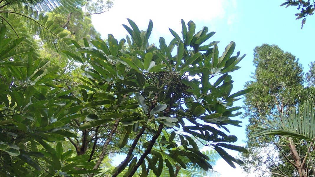 How to Propagate Plerandra osyana - Propagate One