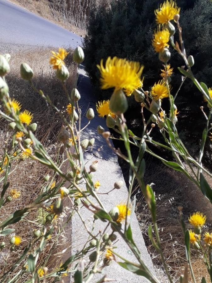 How to Propagate Centaurea behen - Propagate One