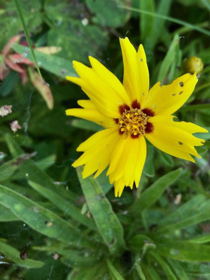How to Propagate Coreopsis grandiflora - Propagate One