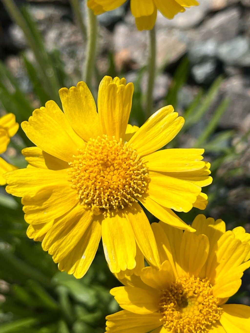 How to propagate How to Propagate Hymenoxys cooperi