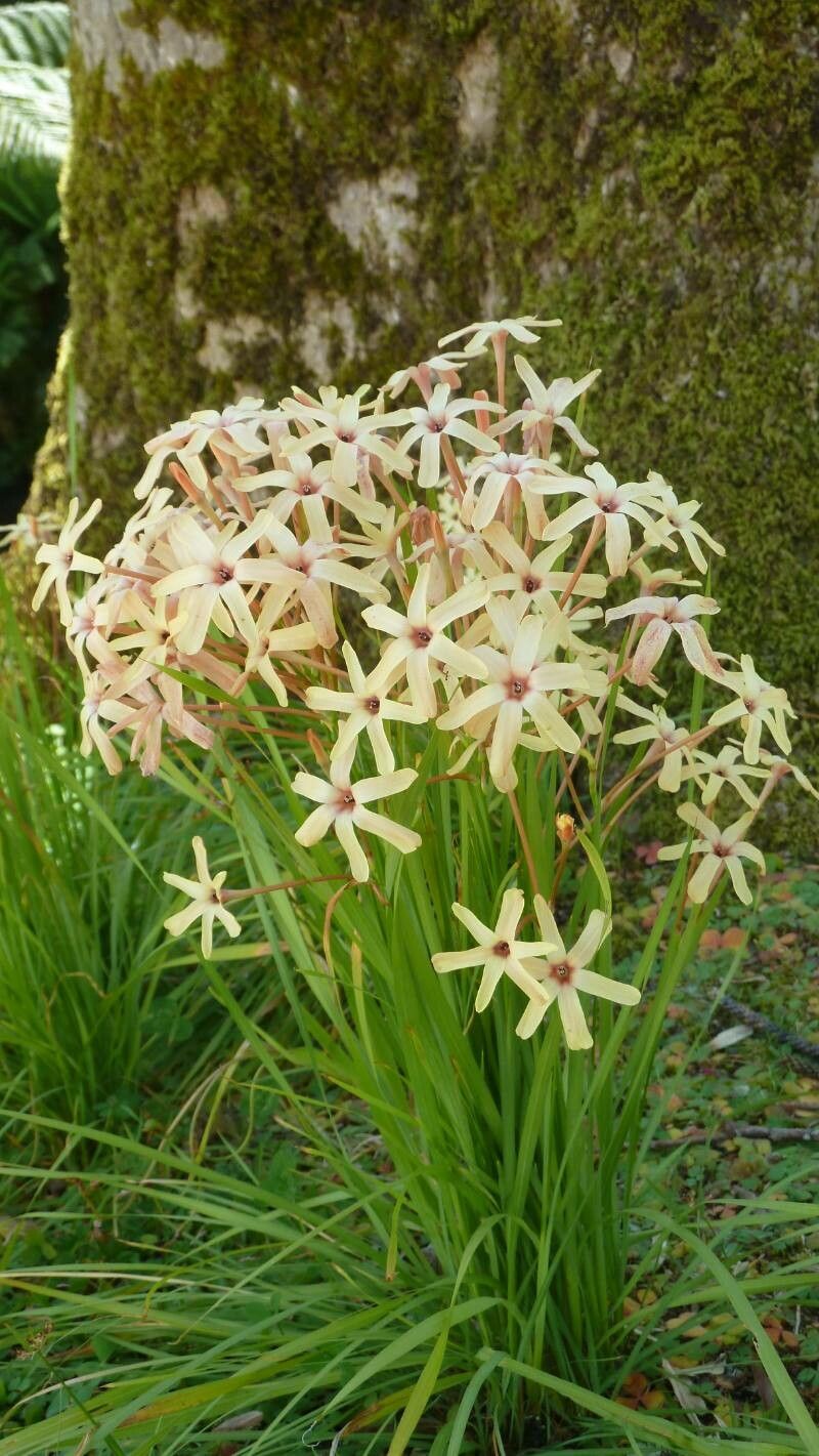 How to propagate How to Propagate Ixia paniculata