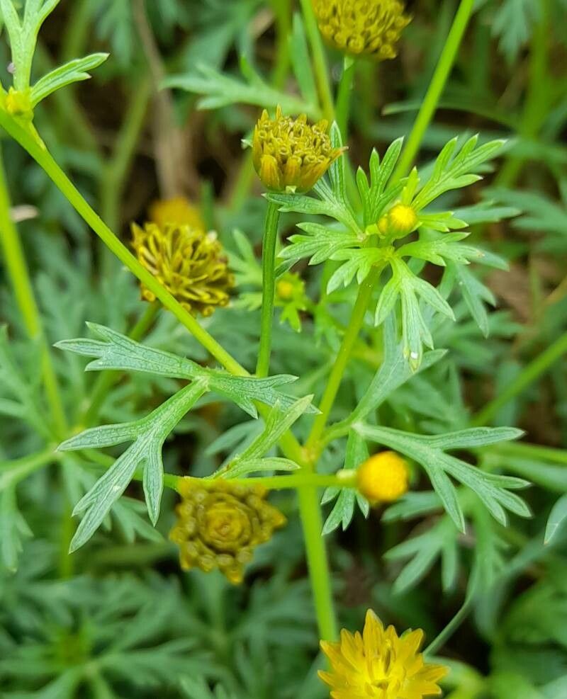 How to Propagate Chrysanthellum indicum - Propagate One