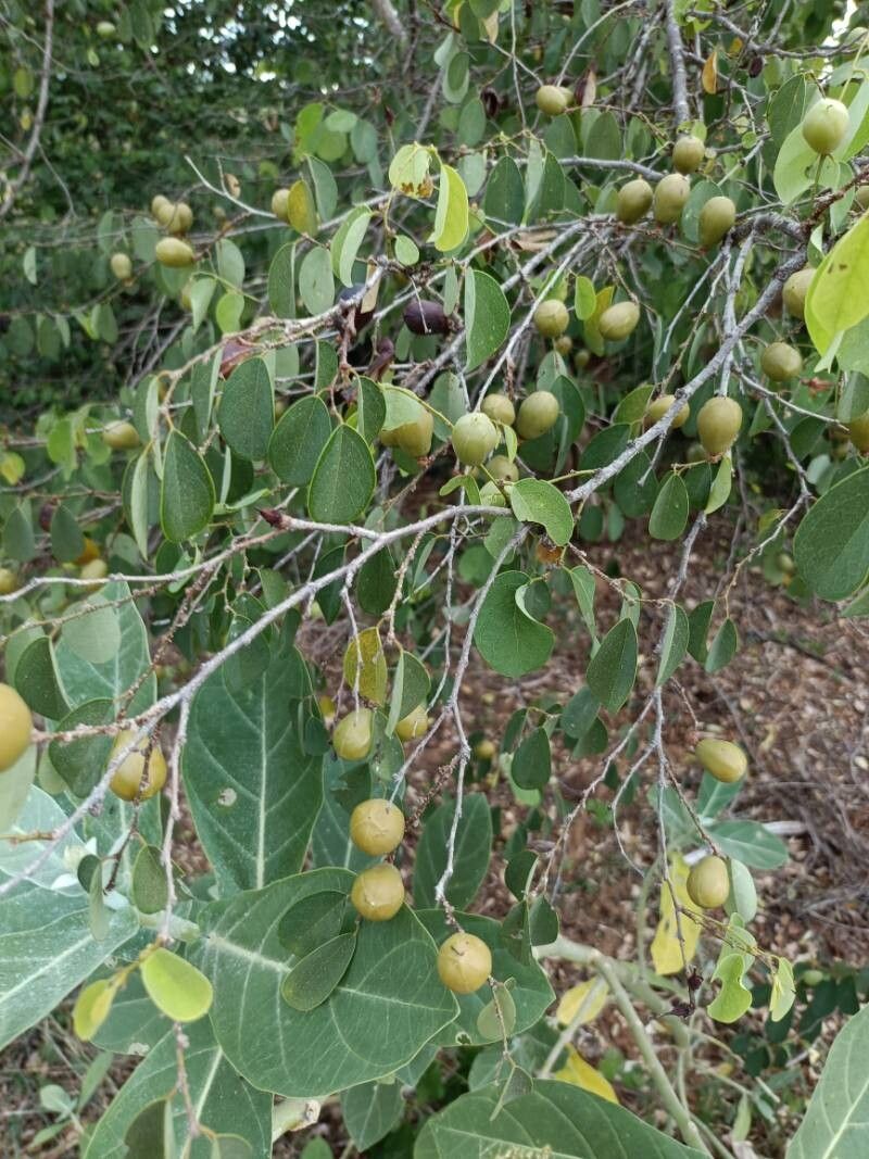 How to Propagate Cleistanthus collinus - Propagate One
