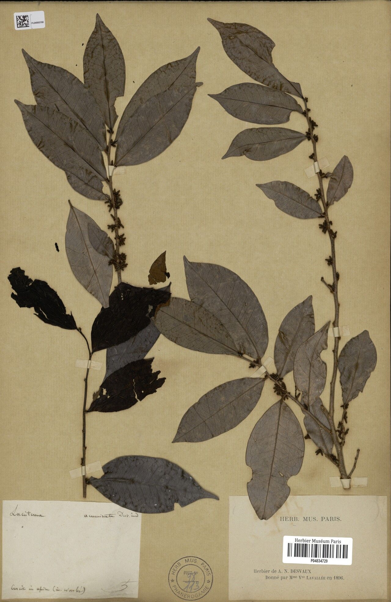 How to Propagate Ouratea acuminata - Propagate One