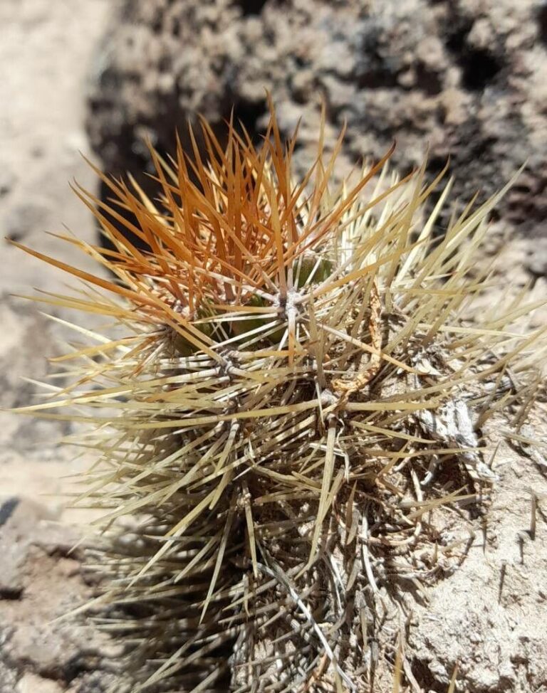 How to Propagate Austrocactus coxii