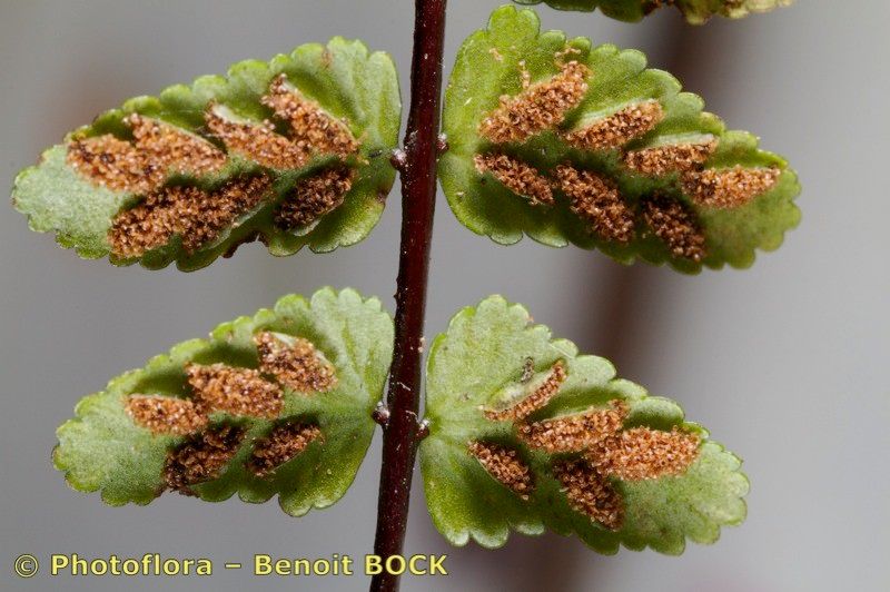 How to Propagate Asplenium azoricum