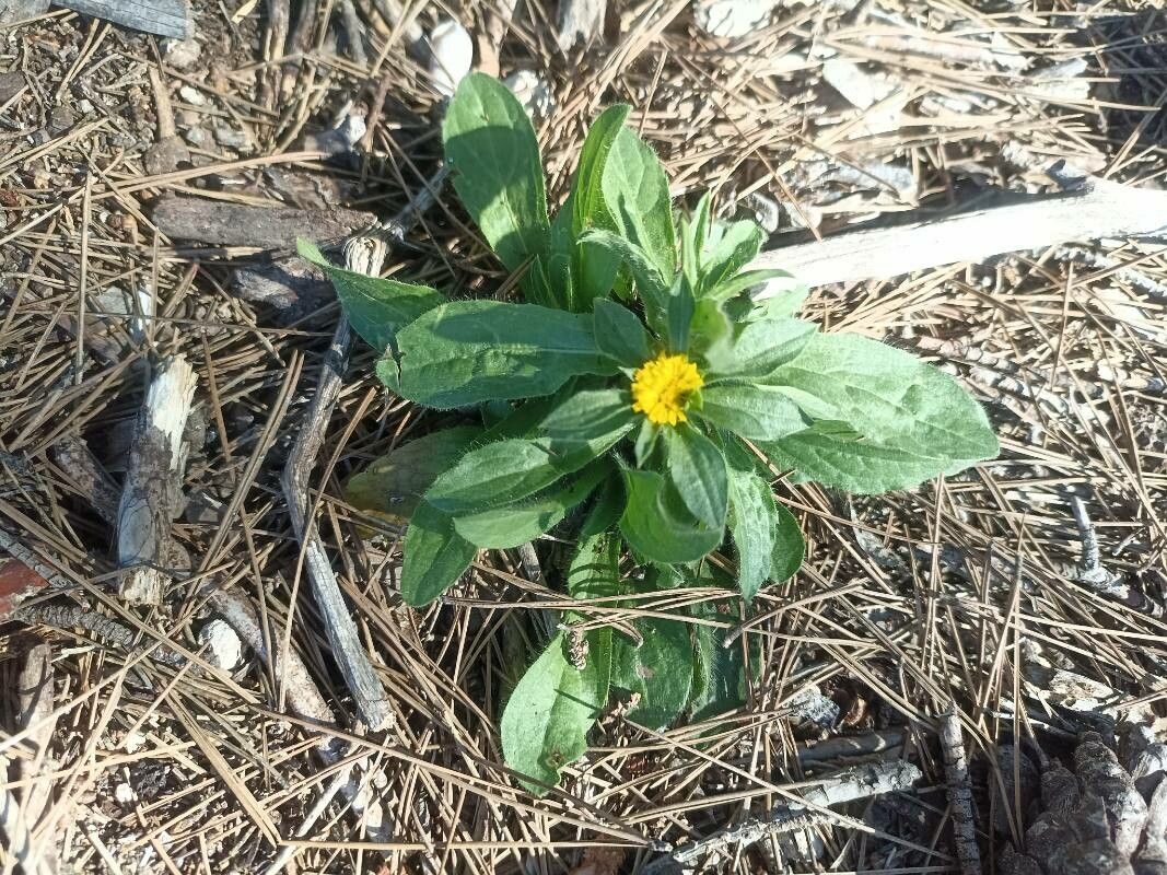 How to Propagate Asteriscus aquaticus