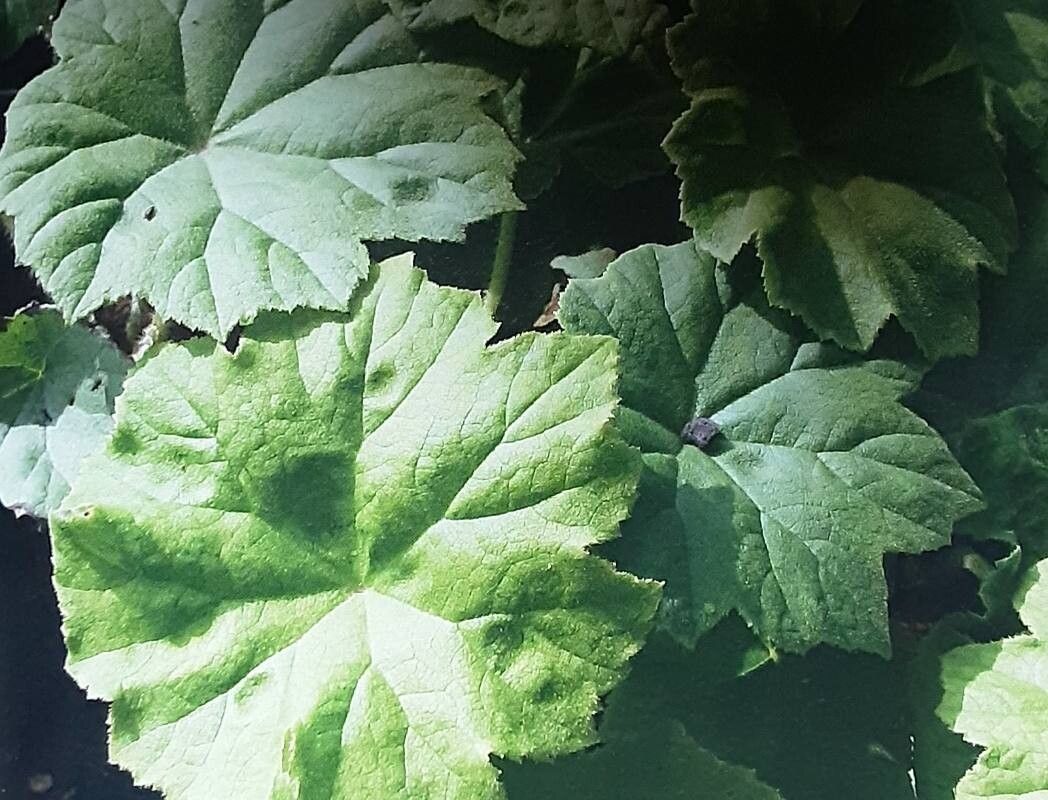 How to Propagate Astilboides tabularis