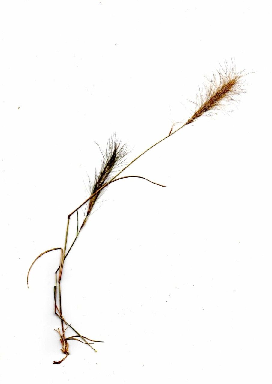 How to Propagate Aristida congesta