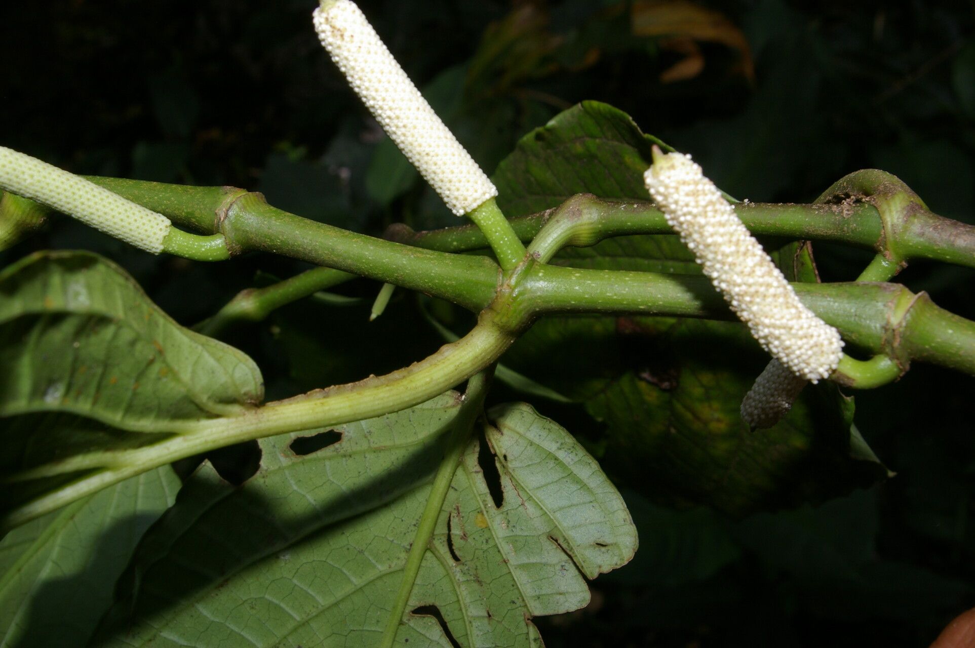How to Propagate Piper allisum