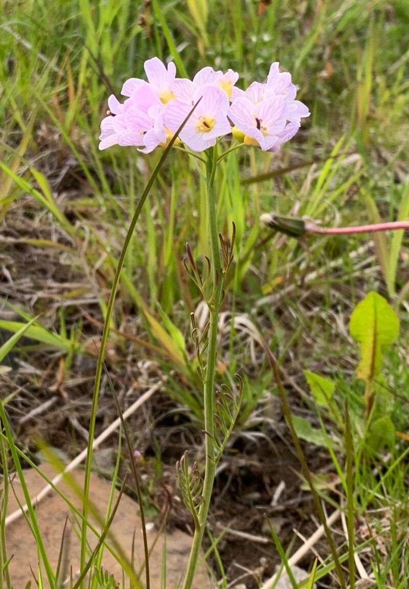 How to Propagate Cardamine polemonioides