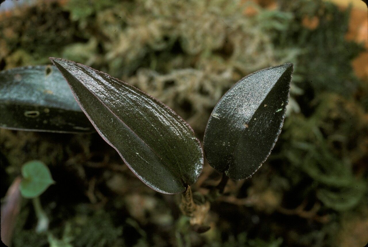How to Propagate Tainia vegetissima