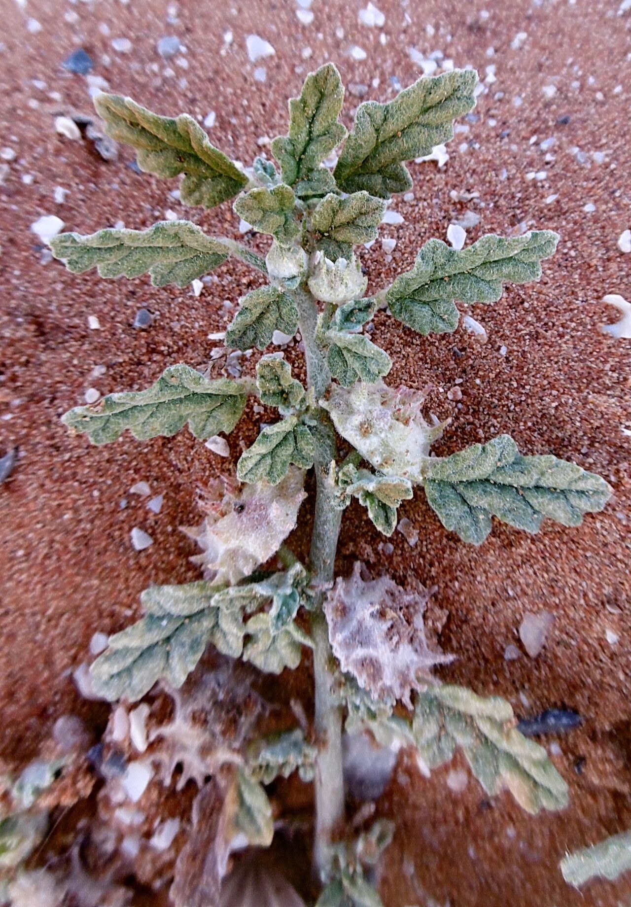 How to Propagate Neurada procumbens