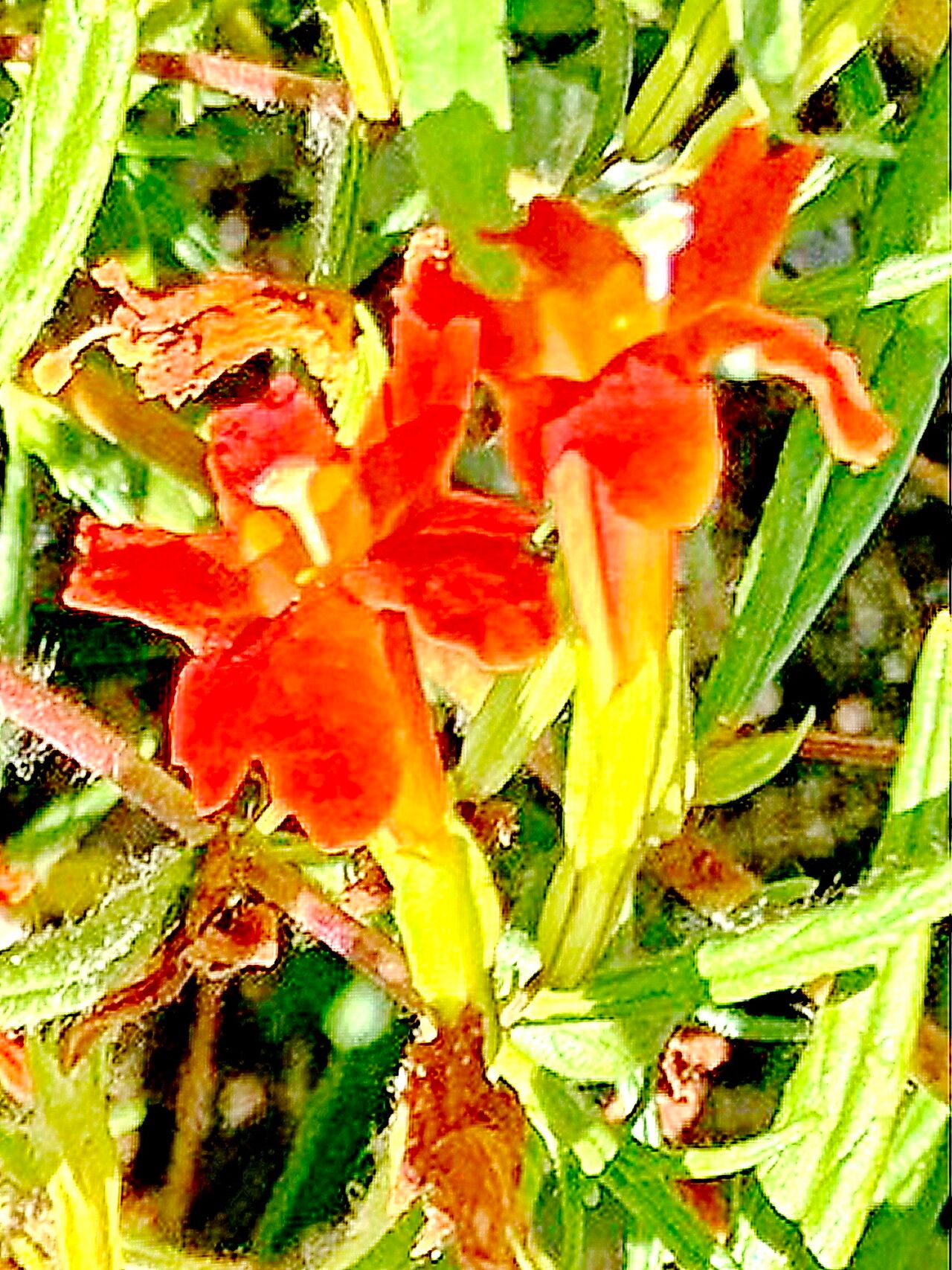 How to Propagate Diplacus puniceus