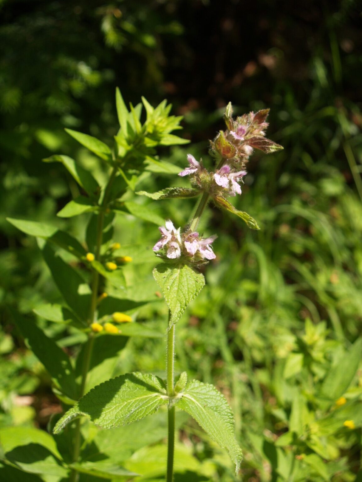How to Propagate Stachys pilosa